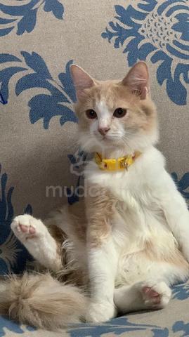 Kucing Parsi - Pets for sale in Bayan Lepas, Penang