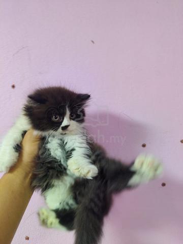 kucing blh cinamon black - Pets for sale in Kota Bharu, Kelantan