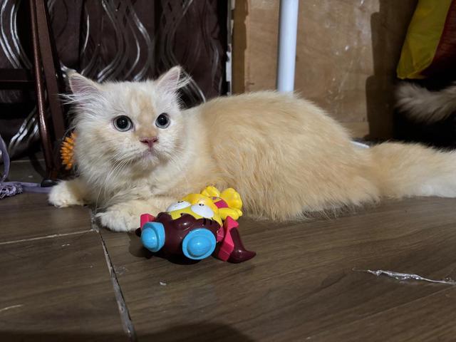 Kucing Parsi - Pets for sale in Bayan Baru, Penang