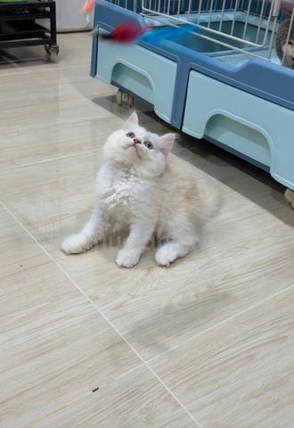 Kucing Extotic Semi Flat Face Mix Persian - Pets for sale in Alor Setar ...