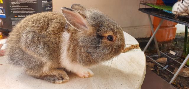 Netherland Mix Rabbit - Pets for sale in Johor Bahru, Johor