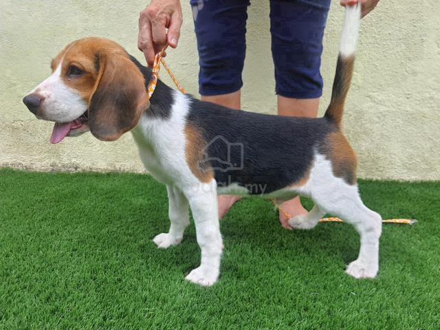 Beagle tri color - Pets for sale in Ambang Botanic, Selangor