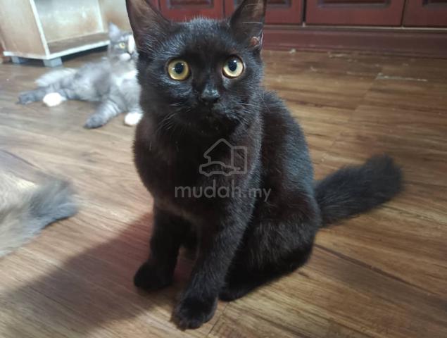 Kucing cantik - Pets for sale in Jelutong, Penang