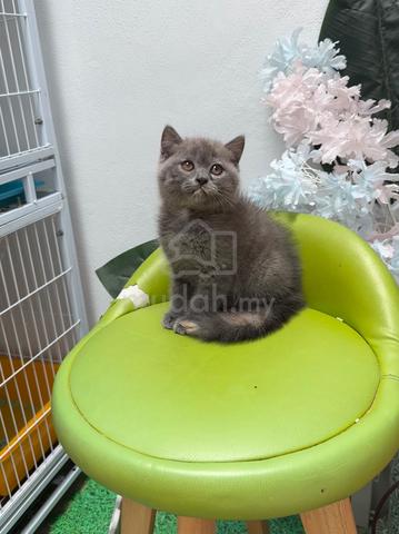 Blue Bsh kitten - Pets for sale in Others, Melaka