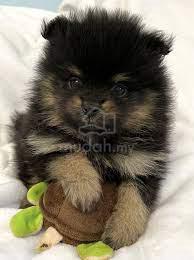 V42 dependent pomeranian puppy dog - Pets for sale in Puchong, Kuala Lumpur