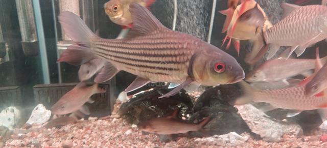 Ikan Temoleh - Pets for sale in Ampang, Selangor