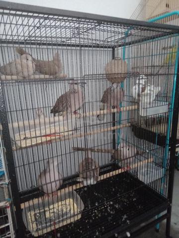tekukur jawa untuk dijual - Pets for sale in Saujana Utama, Selangor