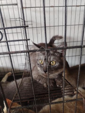 kucing BSH - Pets for sale in Ipoh, Perak