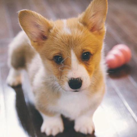 E72 grumpy Corgi puppy dog - Pets for sale in Puchong, Kuala Lumpur