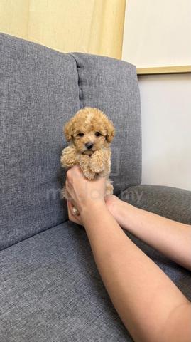 tiny toy poodle male - Pets for sale in Georgetown, Penang