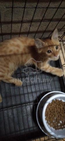 anak kucing baka mainecoon mix bengal - Pets for sale in Pasir Mas ...