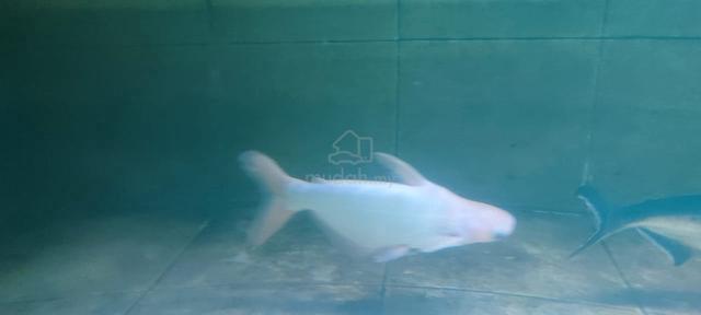Patin Putih albino mata merah nak jual - Pets for sale in Bachok, Kelantan