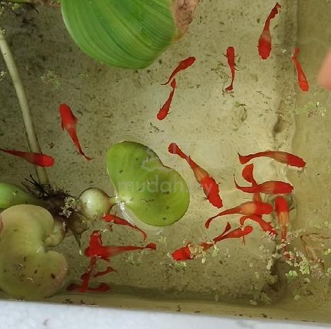 Albino Koi Red Ear Gene Pure Line Guppy Fish - Pets for sale in ...