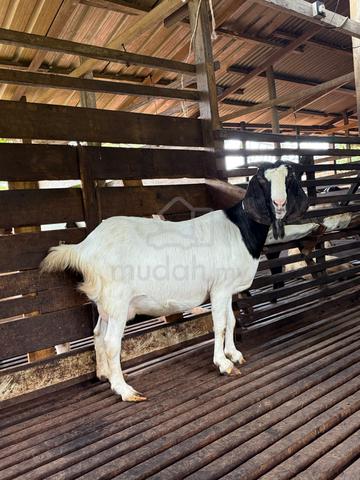 kambing - Food for sale in Bukit Gambir, Johor