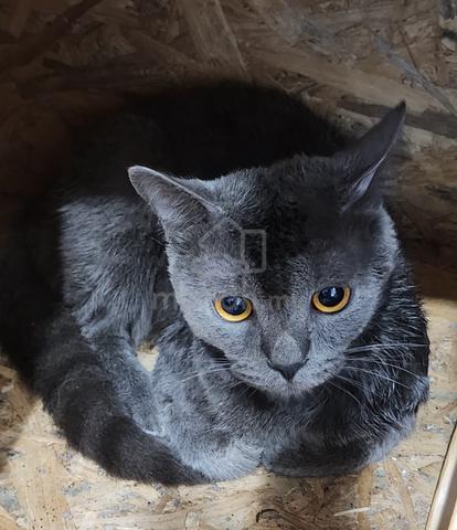 BSH male grey. 1 tahun 2bln - Pets for sale in Putrajaya, Putrajaya