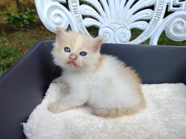 TOPs B-GRADE MALE Shikibe Orange White Ragdoll cat - Pets for sale in ...