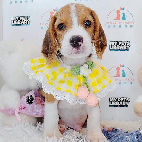 Beagle Smart and Sweet *UA421 - Pets for sale in Puchong, Selangor