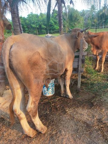 lembu charolis besar - Pets for sale in Ketereh, Kelantan