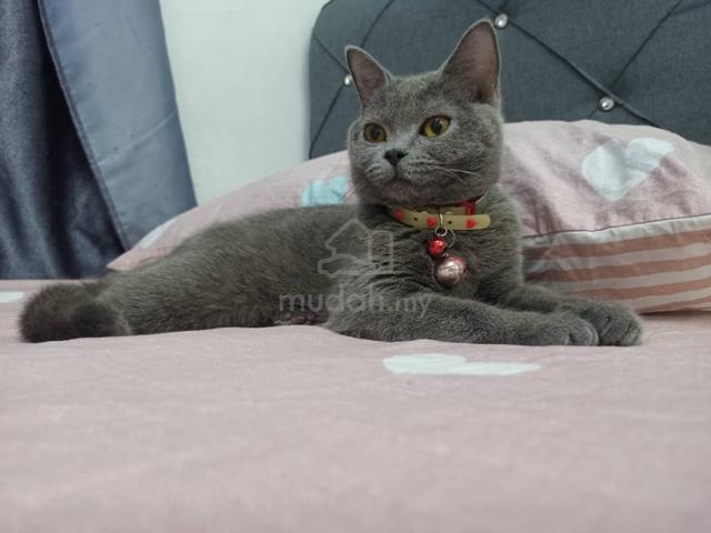 kucing bsh pure breed - Pets for sale in Port Dickson, Negeri Sembilan