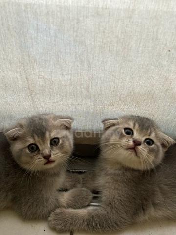 Cat to rehome - Pets for sale in Sentul, Kuala Lumpur