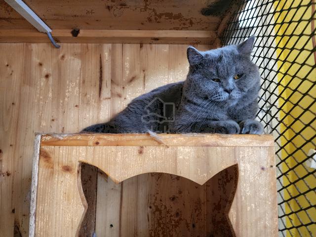 British BSH Bentley Mur Cat Kitten with CERT - Pets for sale in Taman ...