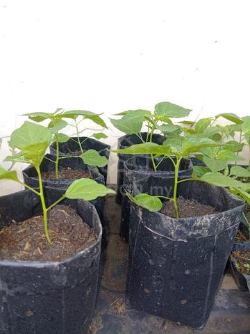 bibit lada kampung/cili padi - Garden Items for sale in Kota Kinabalu ...