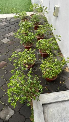 Pokok Bunga Hiasan - Garden Items for sale in Muar, Johor