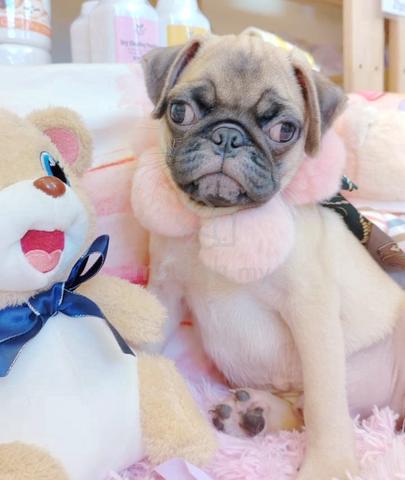Super Fatty Pug Puppy Dog Pet *yu.03026 - Pets for sale in Puchong ...