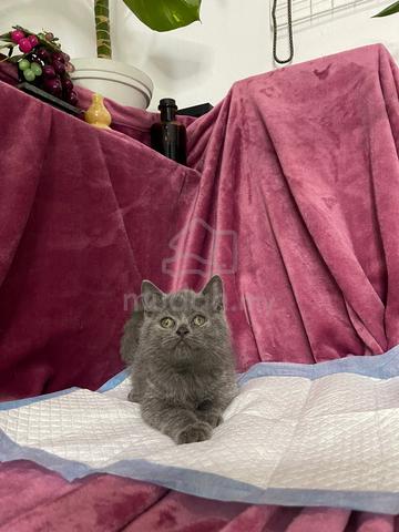 Pure Bsh Blue - Pets for sale in Kota Kinabalu, Sabah