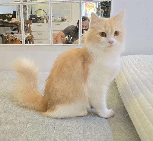 turkish anggora mix british longhair kucing cat - Pets for sale in ...