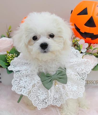 Snow White Bichon Frise Puppy Dog Pet *UA189 - Pets for sale in Puchong ...