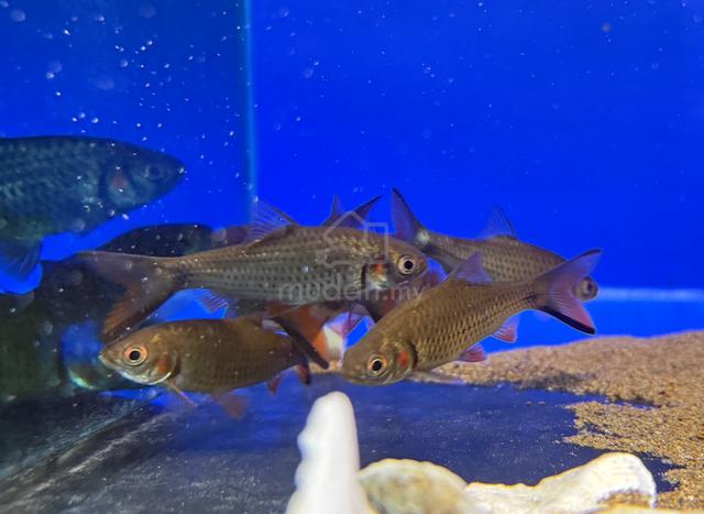Red cheek barb - Pets for sale in Tawau, Sabah