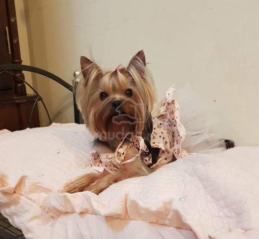 MKA Tiny Yorkshire Terrier - Pets for sale in Setia Alam, Selangor