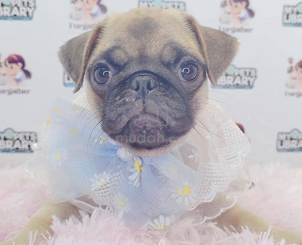 Super Fatty Pug Puppy Dog Pet *yu.01807 - Pets for sale in Puchong ...
