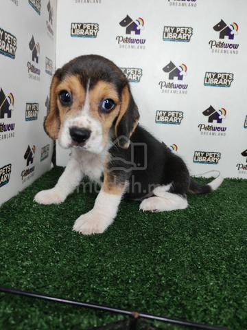 Beagle tri color mka certificate - Pets for sale in Klang, Selangor