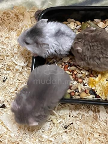 Normal/Rex Hamster to let go - Pets for sale in Gelang Patah, Johor