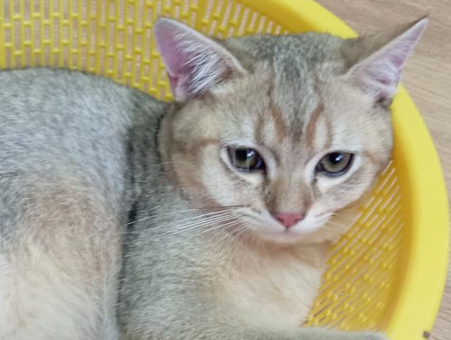 Golden BSH Super Active - Pets for sale in Iskandar Puteri, Johor