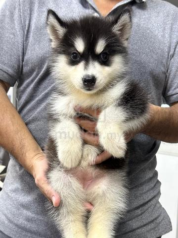 Alaskan Husky (Female 2) - Pets for sale in Batu Pahat, Johor