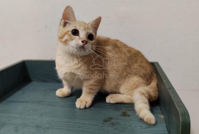 BSH munchkin male Kitten - Pets for sale in Cheras, Kuala Lumpur