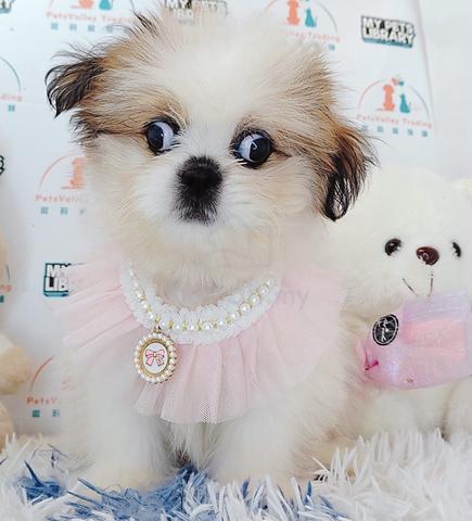 Chubby Face Shih Tzu Puppu Dog Pet *yu.02321 - Pets for sale in Puchong ...