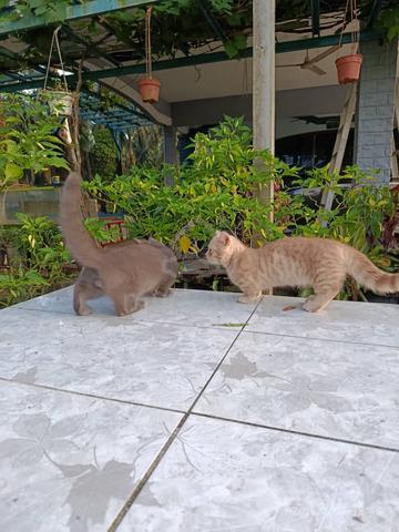 munchkin supershort bsh for sale - Pets for sale in Puncak Alam, Selangor