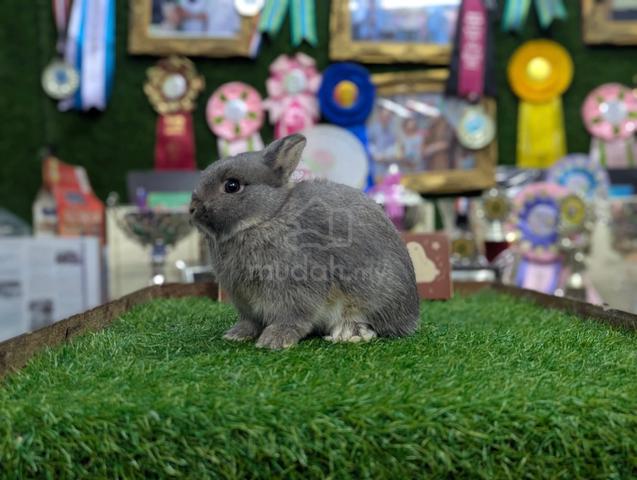 Arnab Netherland Dwarf Rabbit, Opal - Pets for sale in Jitra, Kedah