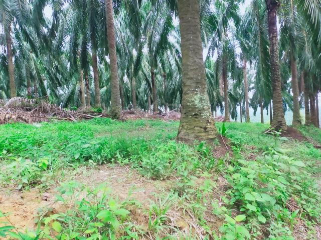 Agricultural Land for Sale, 4.08 Acre(s), Beruas, Perak | Mudah.my