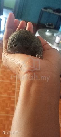 Anak Tupai - Pets for sale in Selising, Kelantan