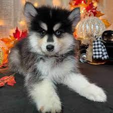 Q27 chubby pomsky puppy dog - Pets for sale in Puchong, Kuala Lumpur