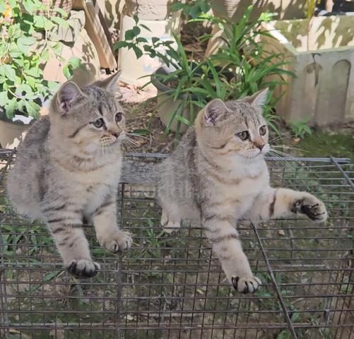 BSH tabby gold kittens - Pets for sale in Nilai, Negeri Sembilan