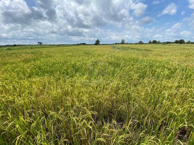 Agricultural Land for Sale, 3 Acre(s), Mersing, Johor | Mudah.my