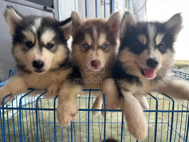 husky puppies - Pets for sale in Sentul, Kuala Lumpur