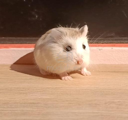 Hamster Husky Roborovski - Pets for sale in Kota Damansara, Selangor