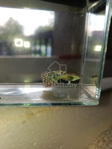 Ikan gapi / guppy fish king cobra - Pets for sale in Alma, Penang